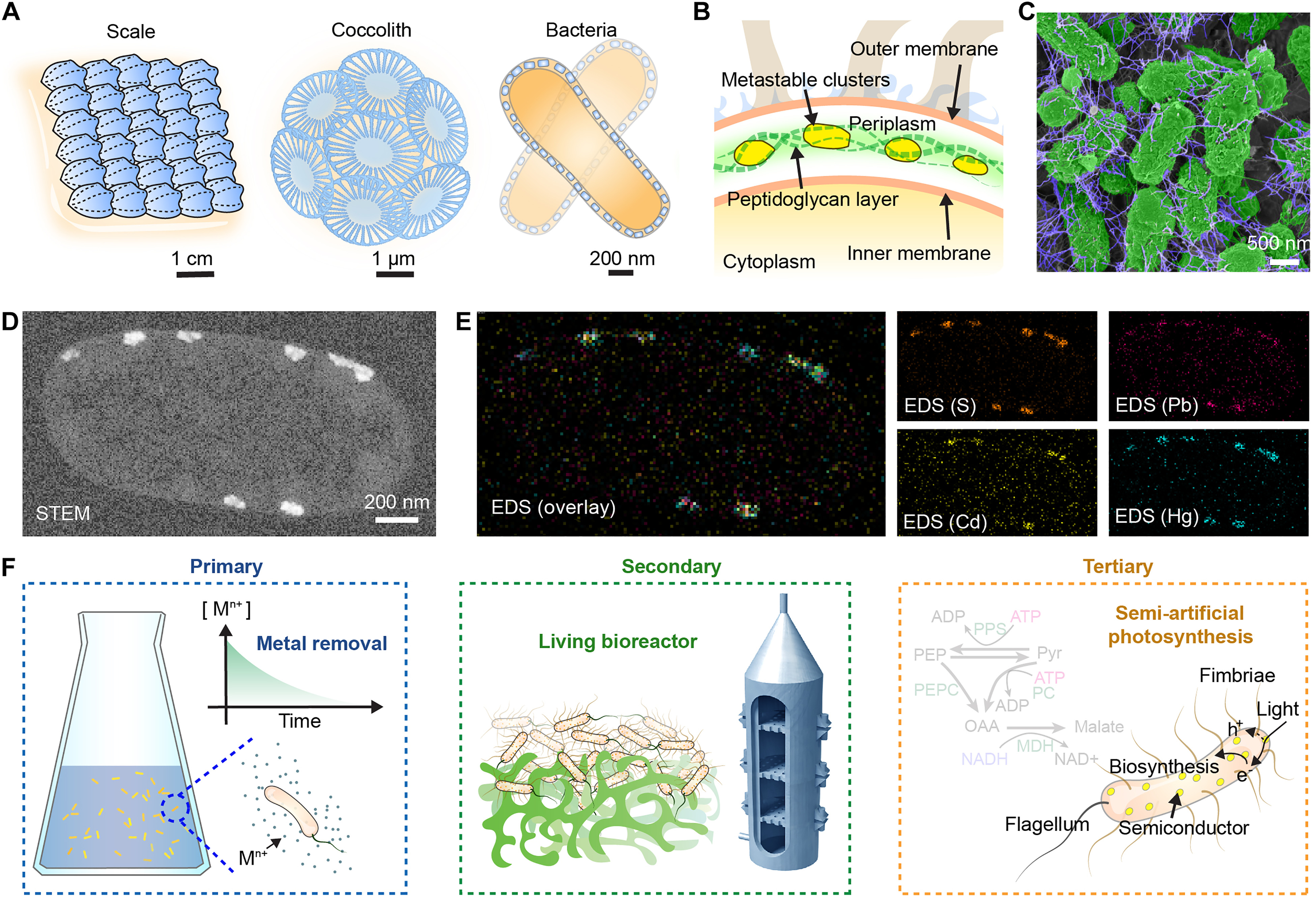Periplasmic Biomineralization for Semi-Artificial Photosynthesis | Lin ...