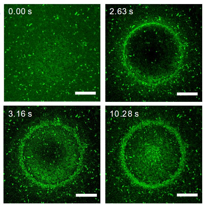 Structured Silicon for Revealing Transient and Integrated Signal ...